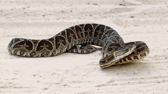 Bombeiros capturam cobra urutu em via de Barbacena - barrosoemdia